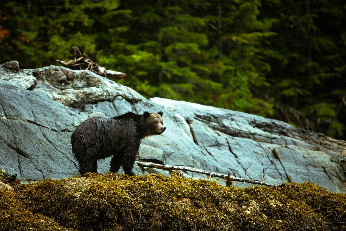 Summer 2026: Discover British Columbia's Wild Beauty - Pacific Coastal ...